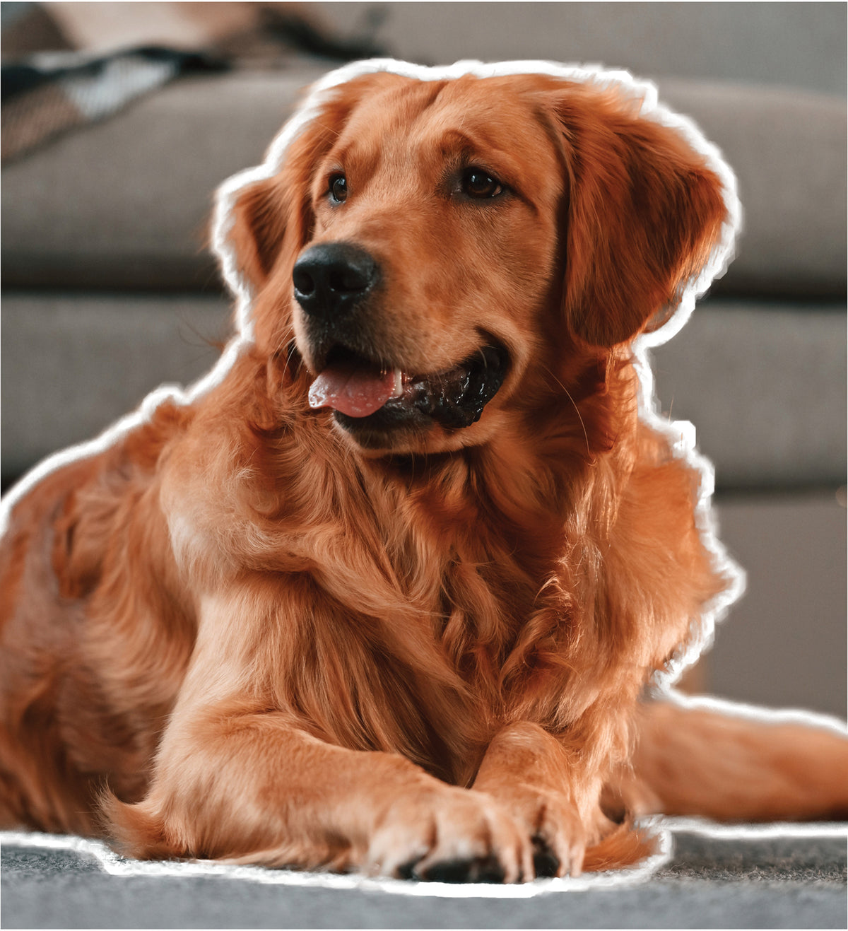 Manuka Honey for Dogs - Manuka Doctor Australia